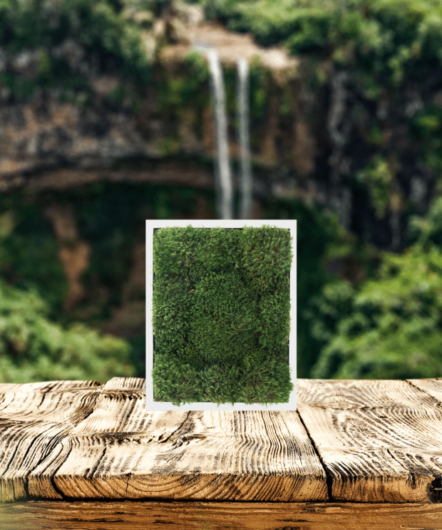 Live Moss Wall Art - Shop Now