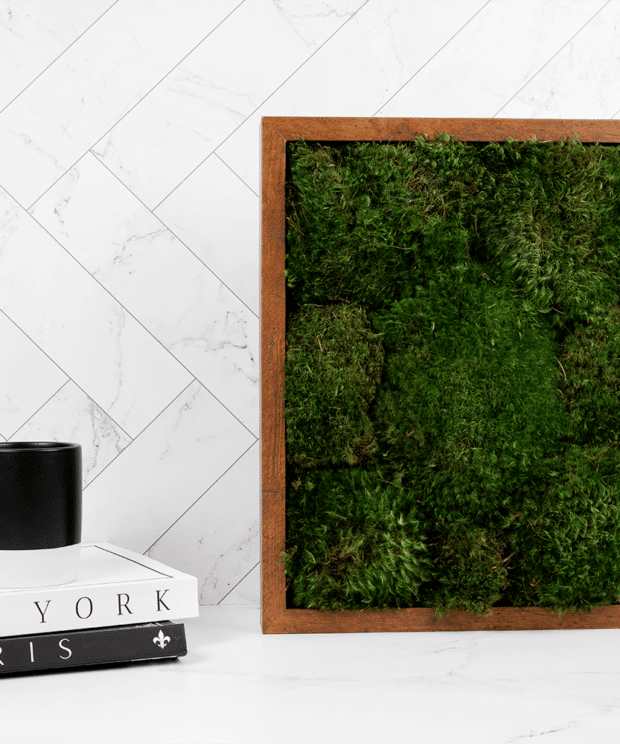 Custom Live Moss Wall Art I Build Your Own Moss Air Filter