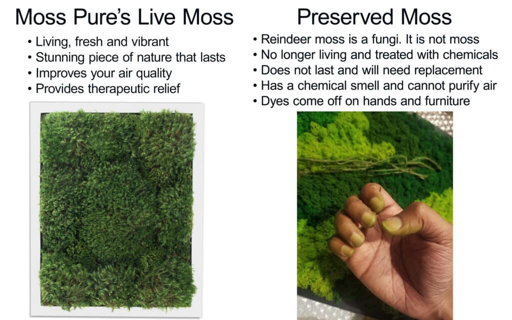 Custom Live Moss Wall Art I Build Your Own Moss Air Filter