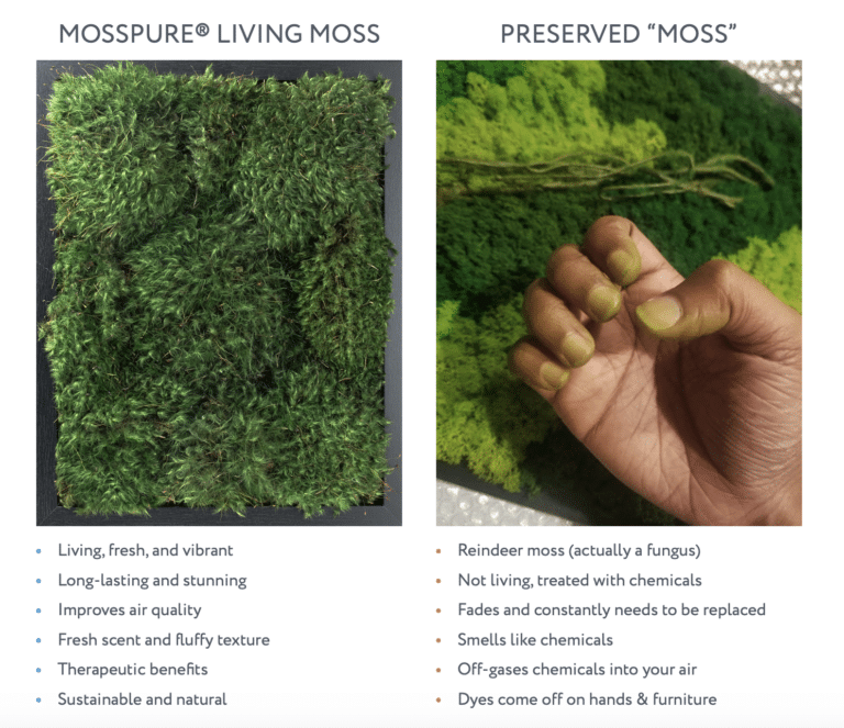 Live Moss vs Preserved Moss