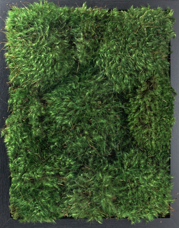 Live Mood Moss Wall Art in Black - Shop Now
