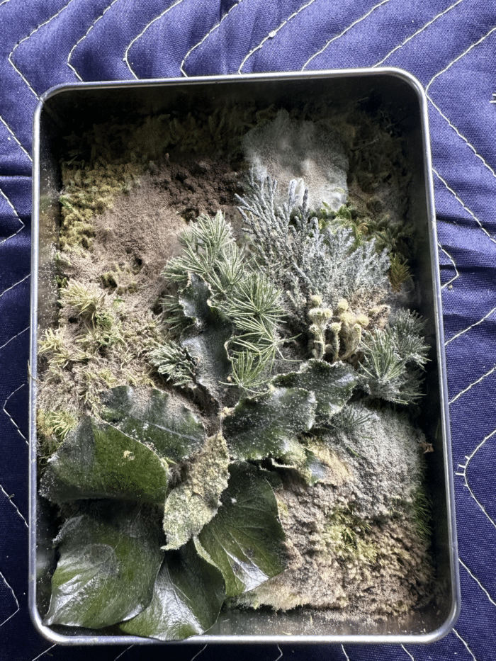 The Science of Using Live Moss