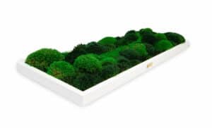 Moss Pure: Stunning Live Moss Walls For Your Space.