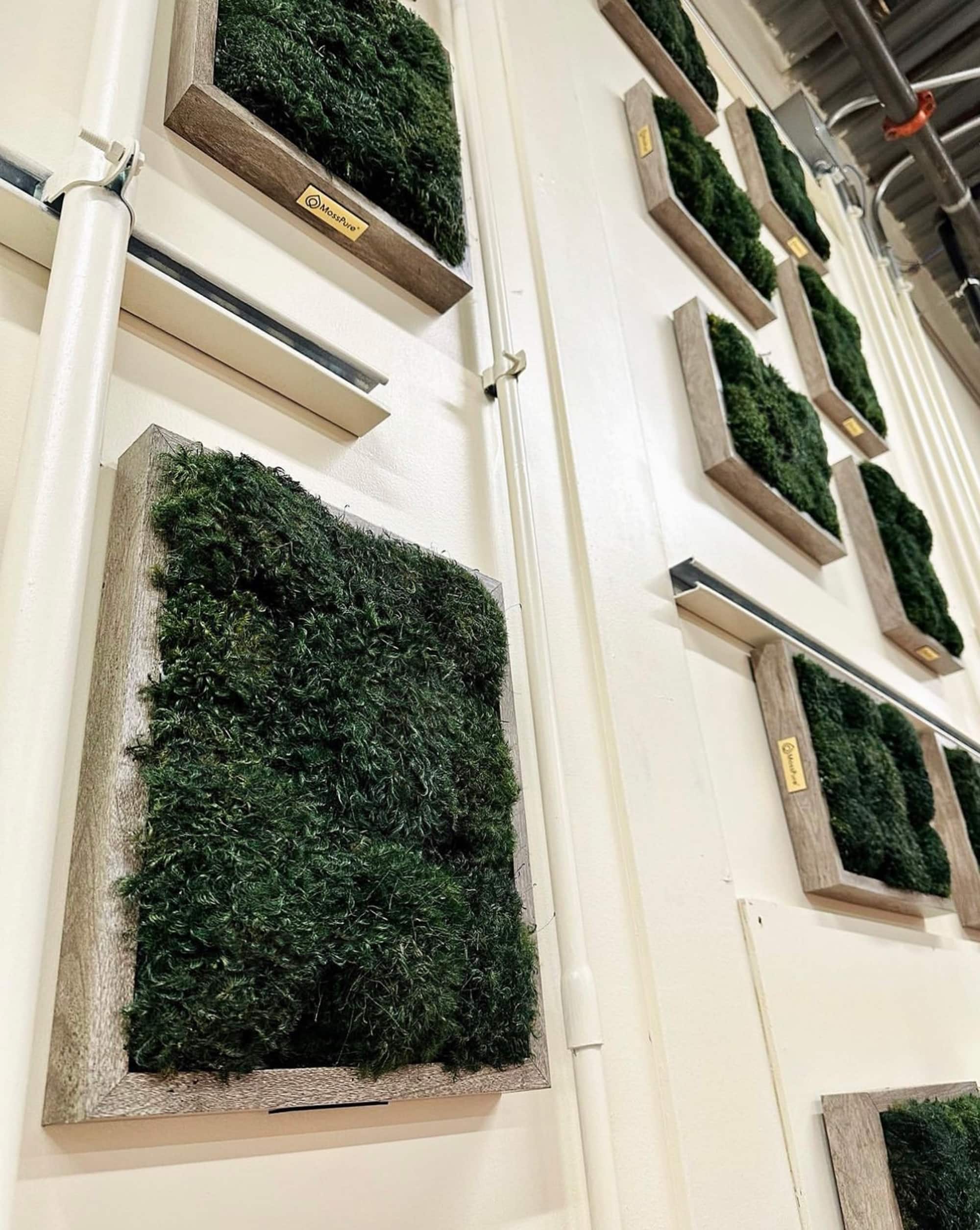 Moss Air Filters for a Manufacturing Company - Moss Pure: Live Moss ...