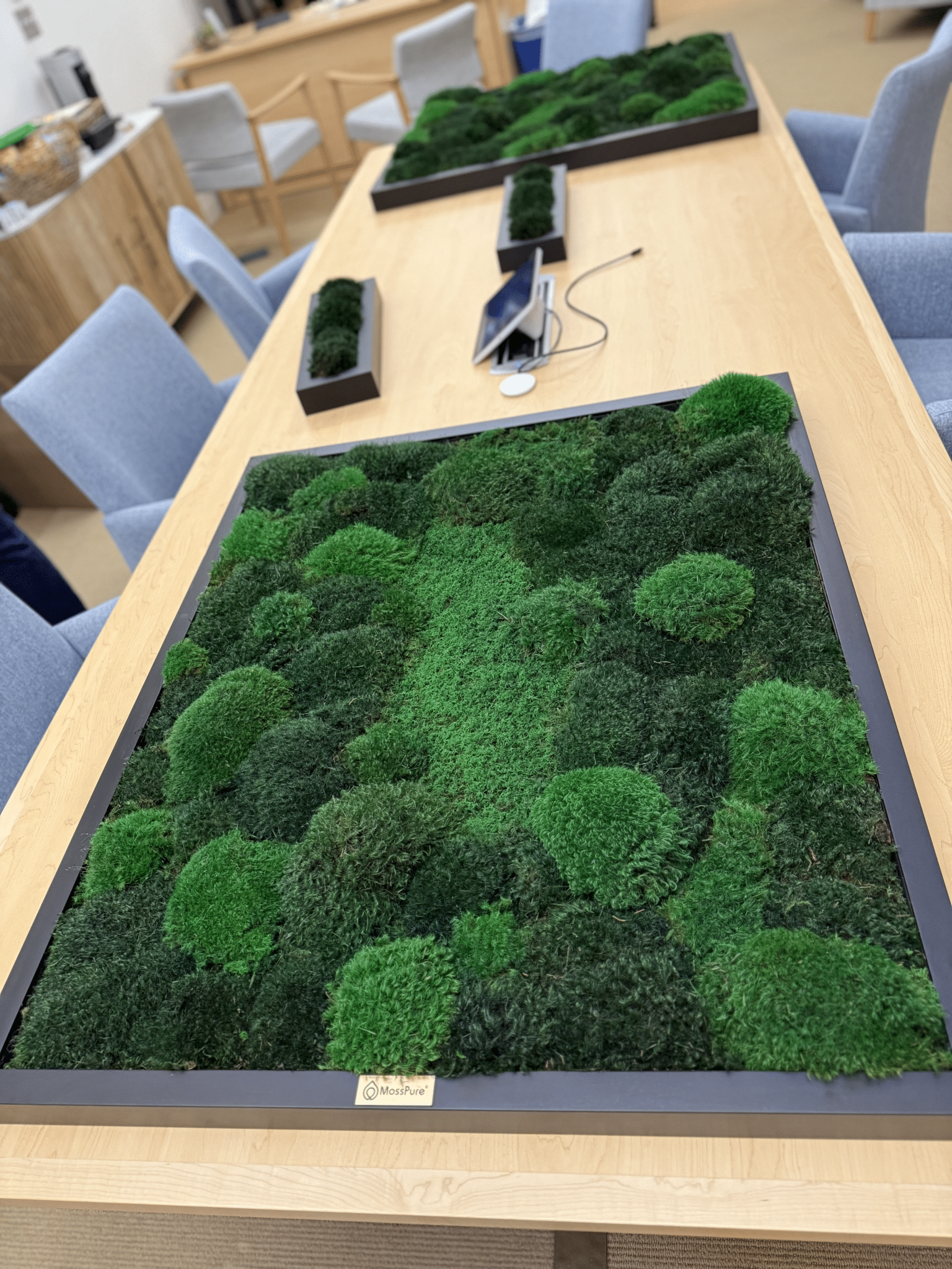 Custom Live Moss Walls - Moss Pure